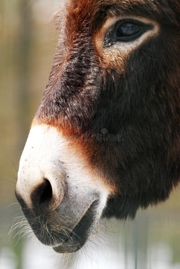Het Hoofd Van Detatail Van Bruine Ezel Stock Foto - Image of ...