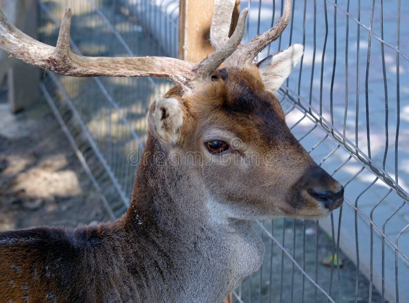 Het Hoofd Van Een Jong Hert Stock Foto - Afbeelding bestaande uit buck ...