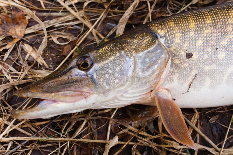 Hoofd Van Grote Snoek-vissen Stock Foto - Image of cholesterol, oceaan ...