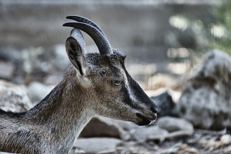 Het Hoofd Van Een Wilde Geit Kri-Kri Stock Afbeelding - Image of dier ...