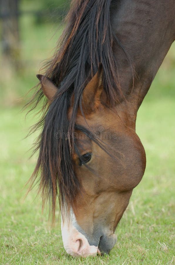 Het Hoofd Van Het Paard Van Bruin Paard Foto. Afbeelding: 10175307 Het Hoofd Van Het Paard Van Bruin Paard Foto. Afbeelding: 10175307