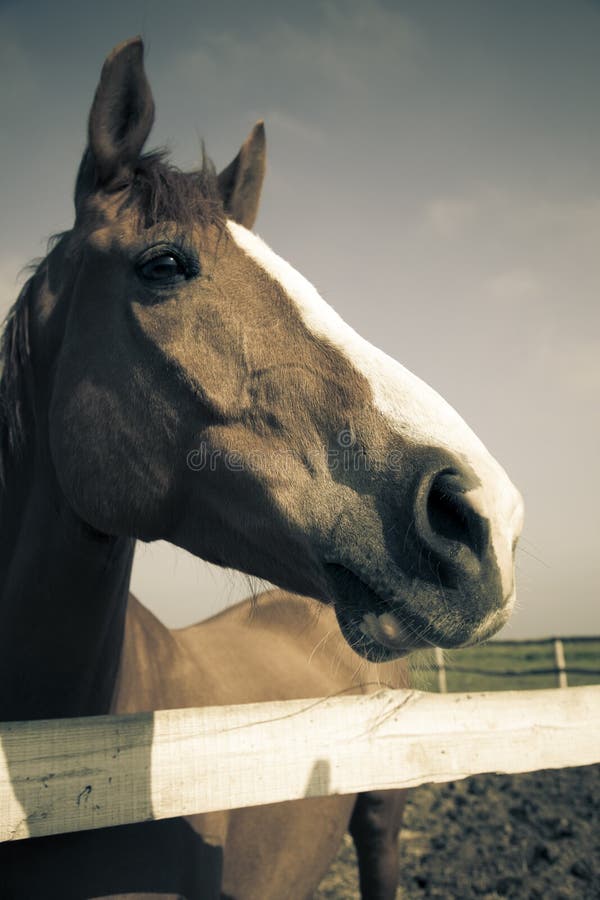 Het Hoofd Van Het Paard Van Bruin Paard Foto. Afbeelding: 10175307 Het Hoofd Van Het Paard Van Bruin Paard Foto. Afbeelding: 10175307
