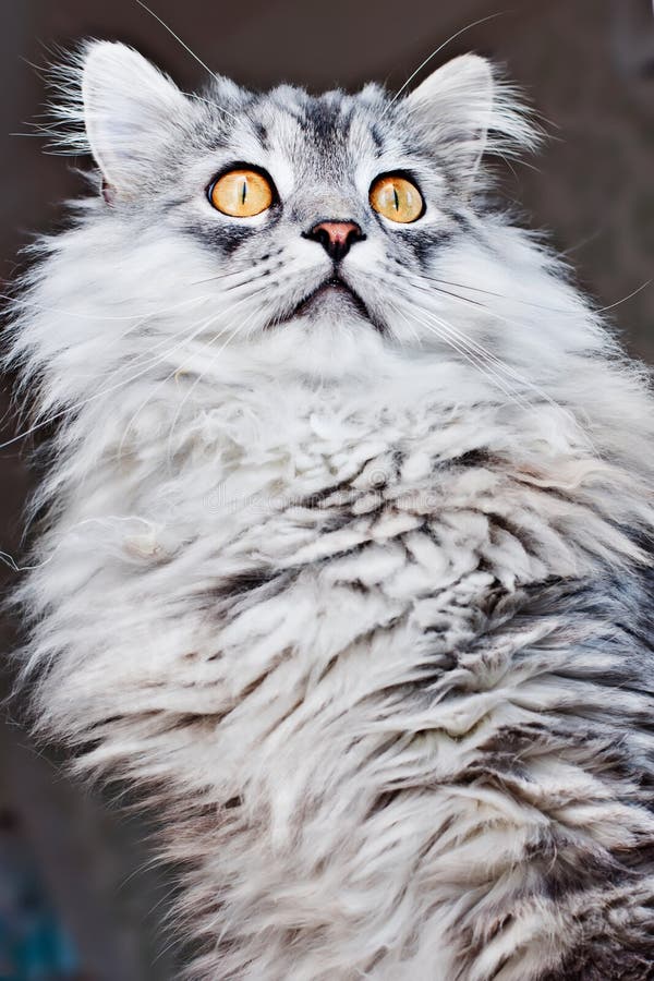 Kattenkop stock foto. Image of bont, spelen, lijn, speels - 22383634