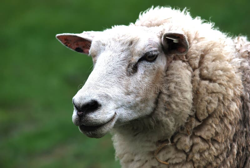 Het hoofd van schapen stock afbeelding. Image of fokkerij - 14470799