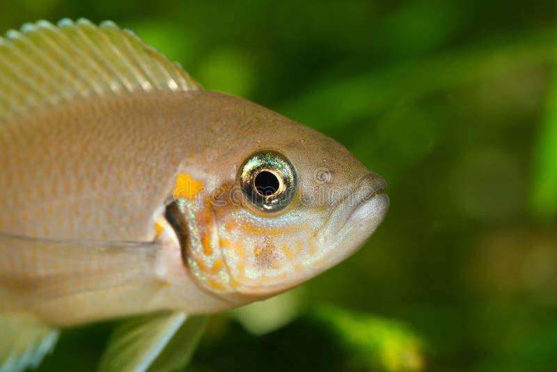 Vis hoofd stock foto. Image of leef, zeevruchten, garnaal - 4404426