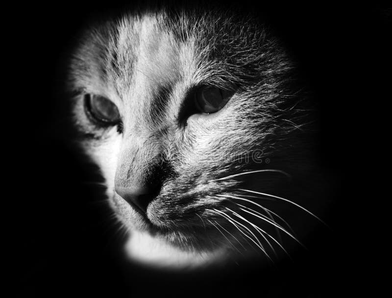 Het Hoofdembleem Van De Kat Stock Afbeelding - Image of achtergrond ...