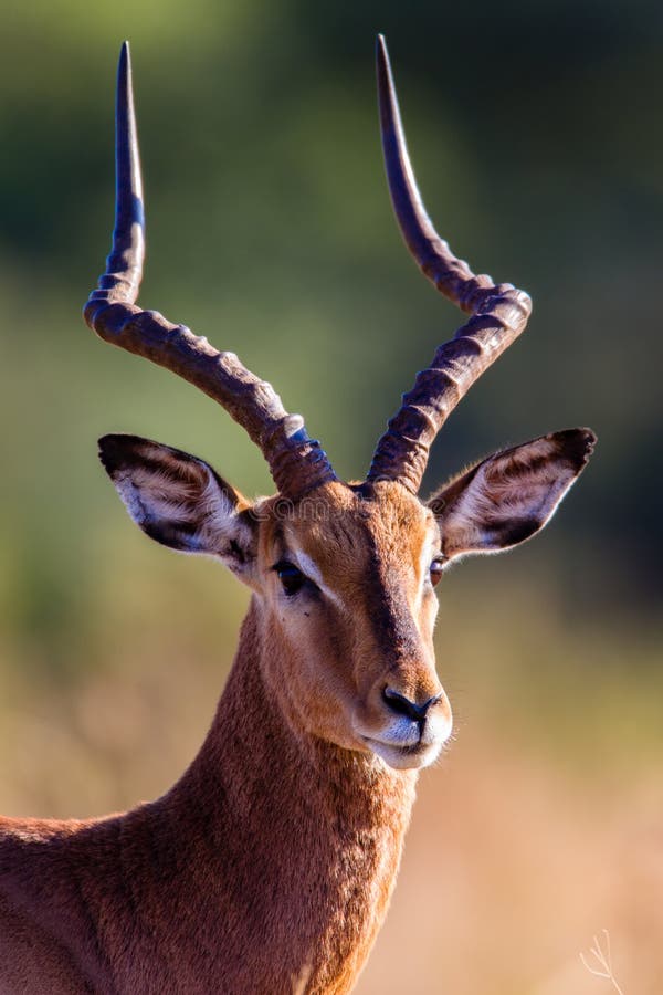 Het HoofdPortret Van De Bok Van De Impala Van Het Wild Stock Foto ...