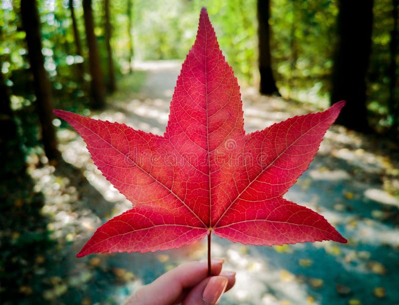 Het Houden Van Een Rood Blad in De Aard in De Herfst Bij Het Park Stock ...