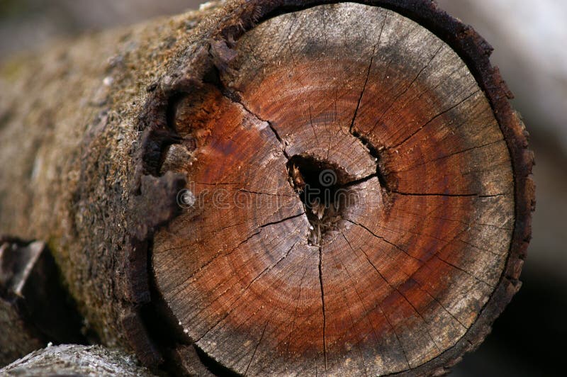 Het hout van de beuk stock afbeelding. Image of karbonade - 600421