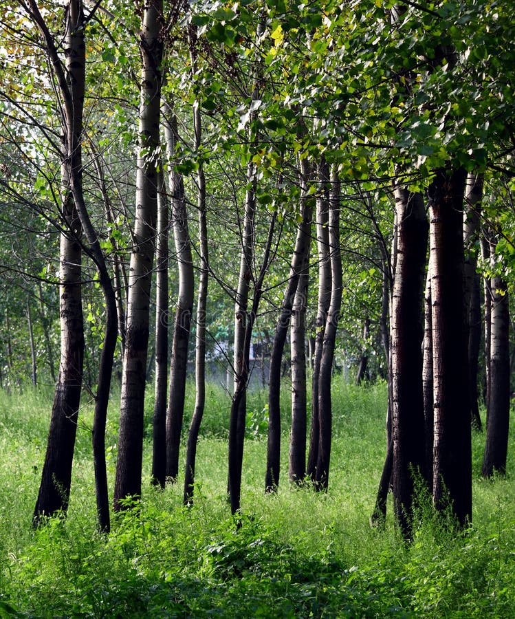Het hout van de populier stock afbeelding. Image of blad - 29932255