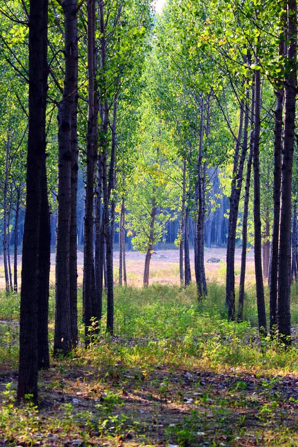 Het hout van de populier stock foto. Image of lente, kleur - 28197070