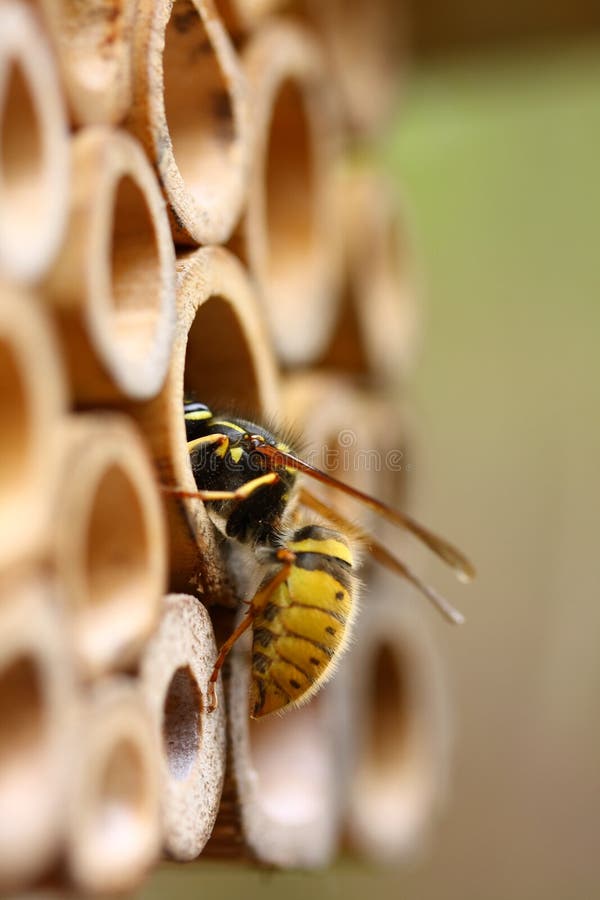 Het huis van de wesp stock afbeelding. Image of schuilplaats - 14303571