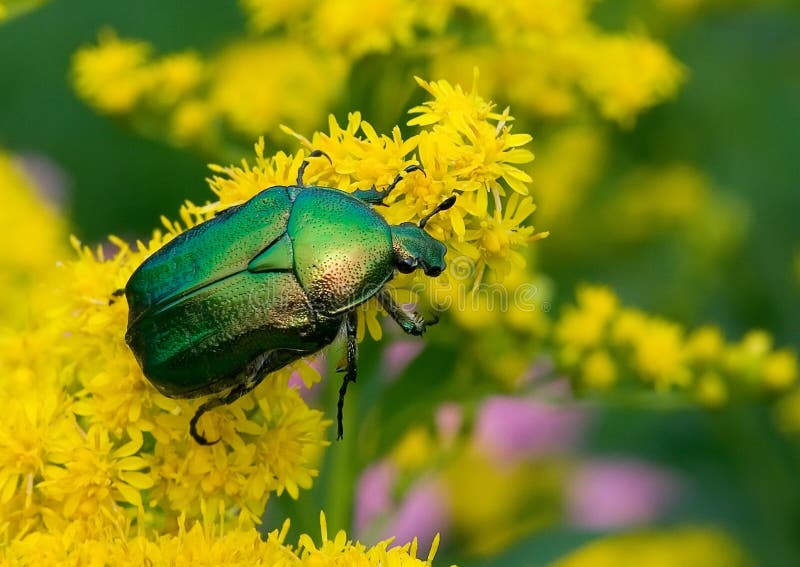Het insect kan stock afbeelding. Image of zomer, sjab - 8185765