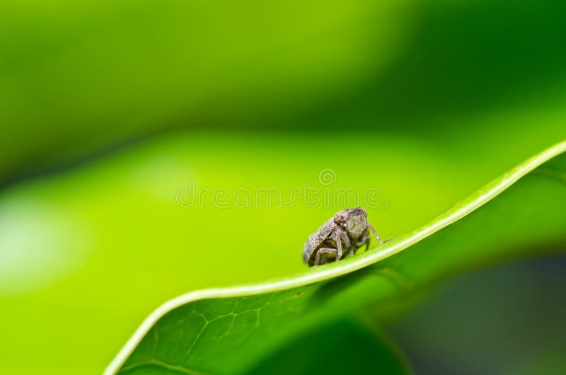 Het Insect Van De Bladluis in Groene Aard Stock Foto - Image of klein ...