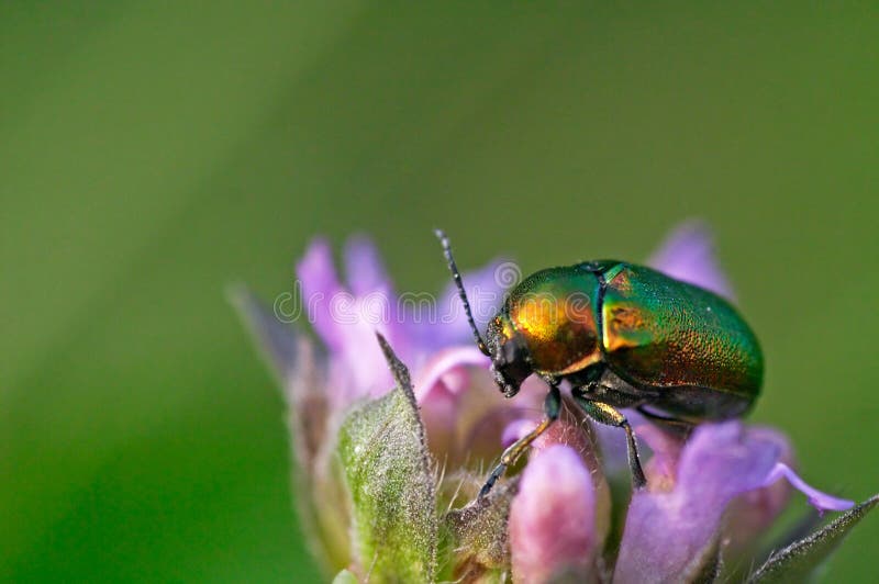 Het insect van de kever stock foto. Image of dier, antennes - 3344152
