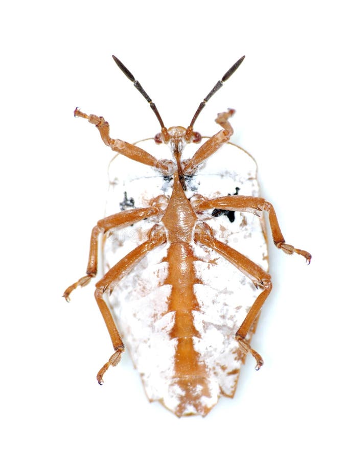 Het insect van de steek stock foto. Image of steek, blad - 11189876