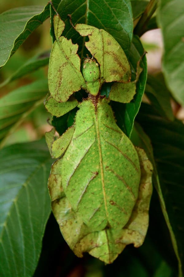 Het insect van het blad stock foto. Image of insect, blad - 18264924