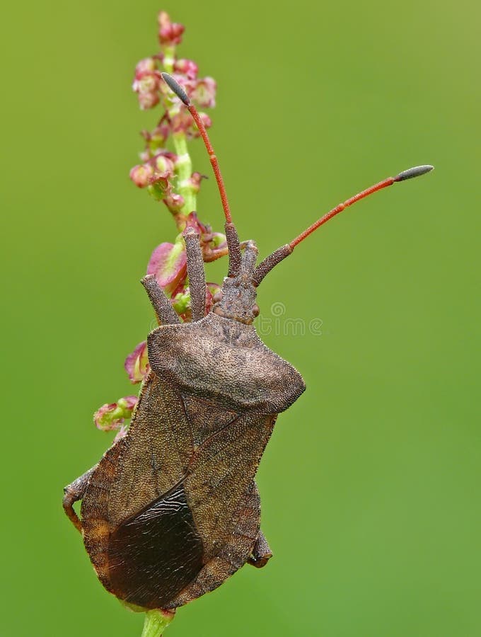 Het insect van het dok stock foto. Image of schoonheid - 23136434