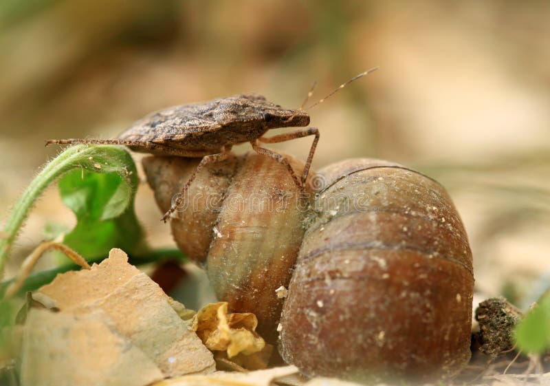 Het insect van het schild stock foto. Image of wild, schelp - 23790454
