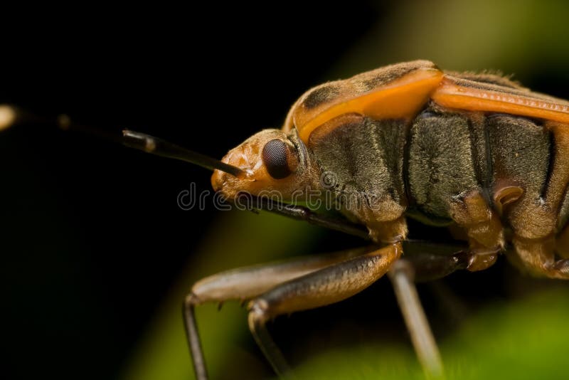 Het Insect Van Het Schild/stinkt Insectennimf Stock Foto - Image of ...