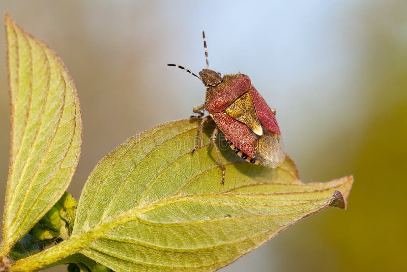 Het Insect Van Het Schild Het Stemmen Stock Foto - Image of leef, vlieg ...
