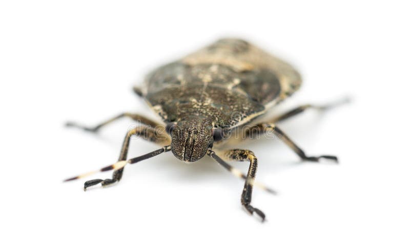 Het Insect Van Het Schild, Luridus Troilus Stock Foto - Image of grijs ...