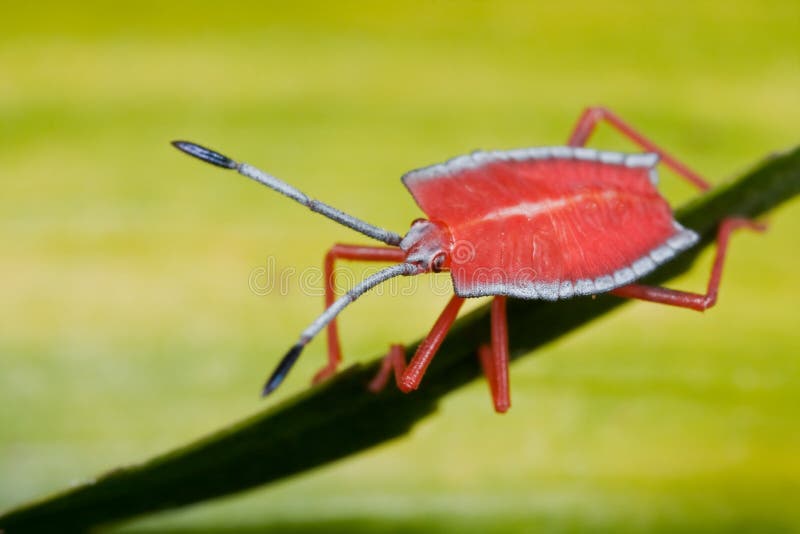 Groen Stink De Nimf Van Het Insect Stock Foto - Image of vlinders ...