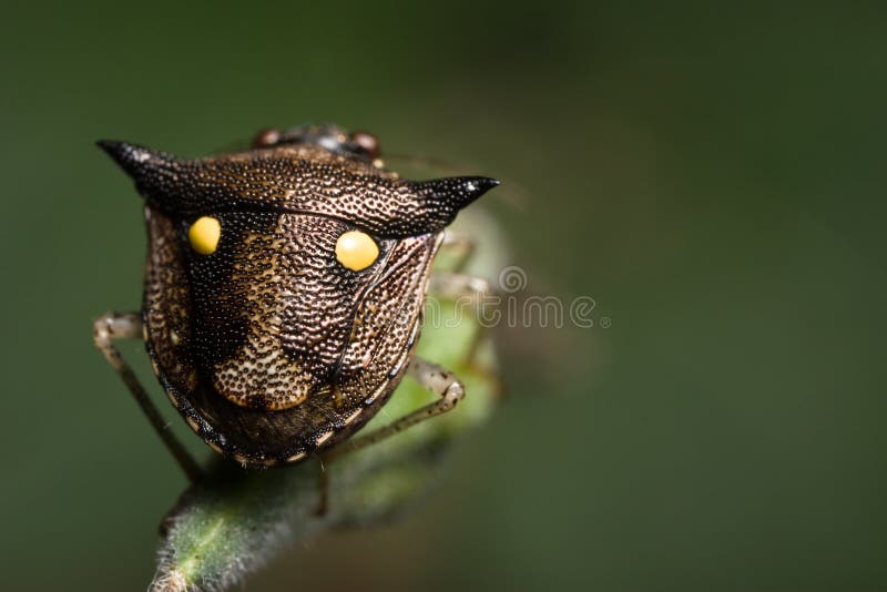 Het Insect Van Het Schild Terug Met Het Glimlachen Gezicht Stock Foto ...