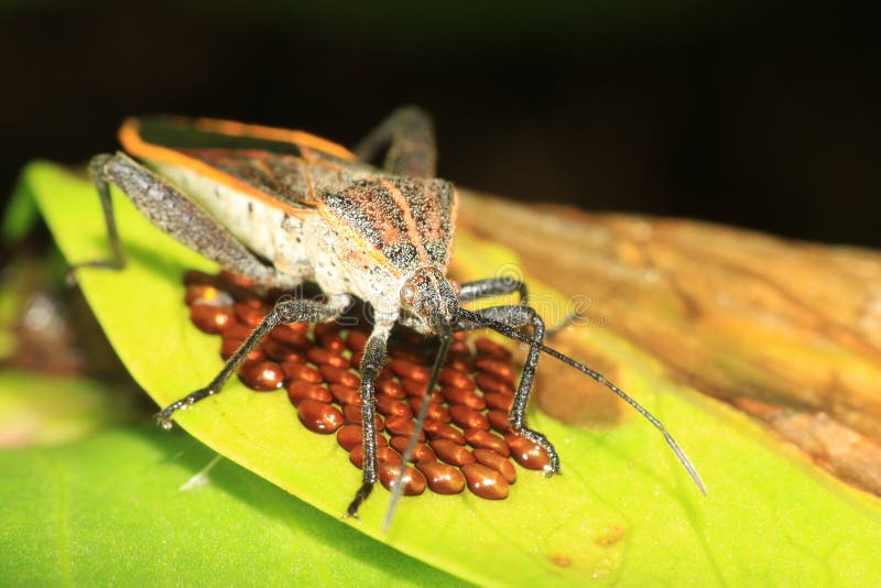 Het Insect Van Het Schild Zorgt Voor Eieren 2 Stock Afbeelding - Image ...