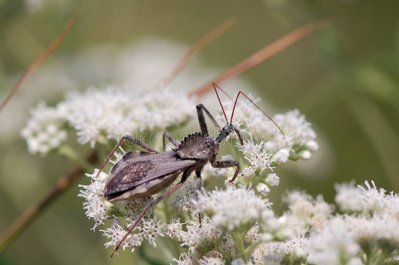 Het Insect Van Het Wiel, Cristatus Arilus Stock Foto - Image of insect ...