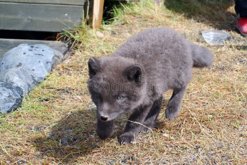 Het Jong van de Poolvos stock foto. Image of bont, noordpool - 50865330