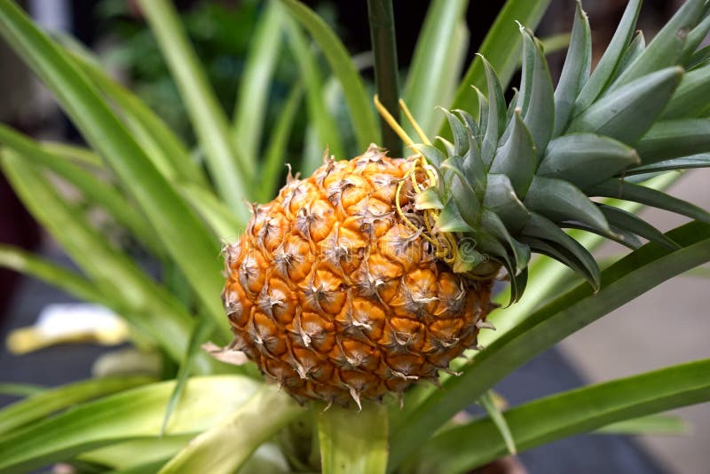 Jonge Ananas Groeit Op Een Struik Stock Foto - Image of voedsel ...