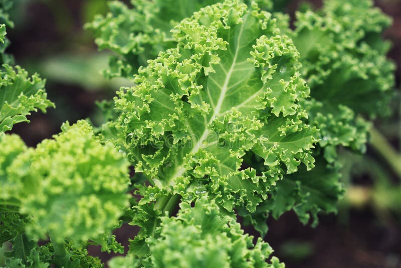 Het Jonge Boerenkool Groeien in De Moestuin Stock Afbeelding - Image of ...