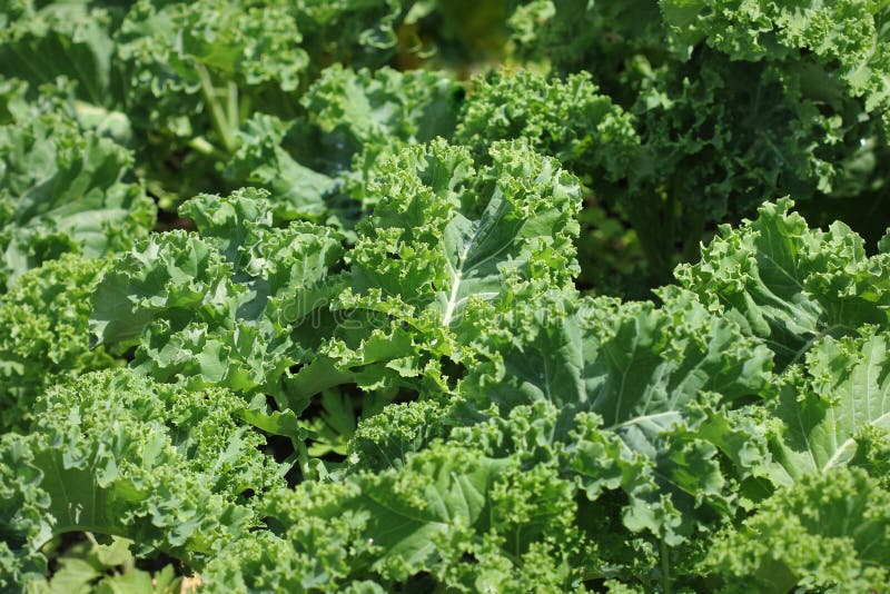 Het Jonge Boerenkool Groeien in De Moestuin Stock Afbeelding - Image of ...