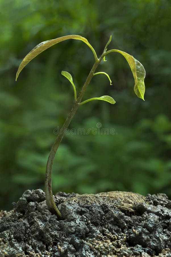 Het Jonge Boompje Van De Mangoboom Stock Afbeelding - Image of zaad ...