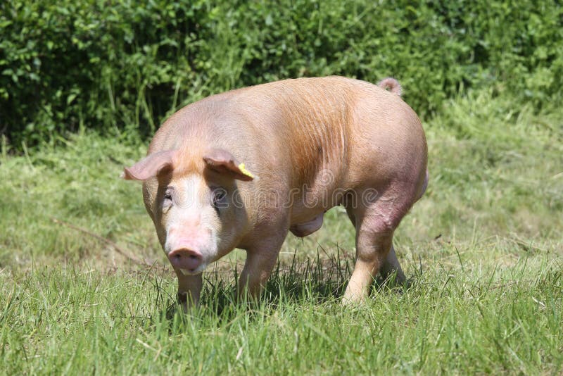 Duroc Varken Het Weiden Op De Weide Stock Afbeelding - Image of ...