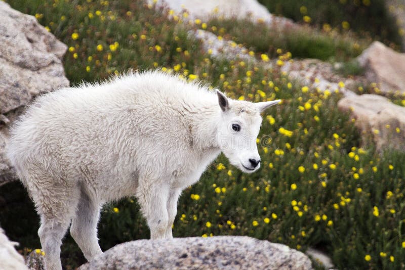 Het Jonge Geitje Van De Berggeit Stock Afbeelding - Image of colorado ...
