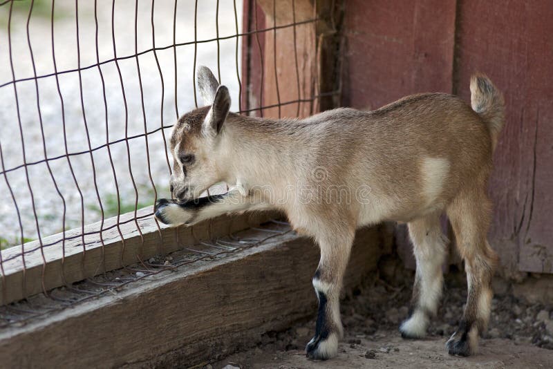 Het Jonge Geitje Van De Geit Bij Omheining Stock Foto - Image of jong ...