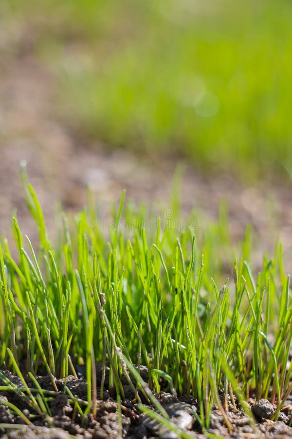 Het Jonge Groene Gras Groeien Stock Foto - Image of vers, lente: 69517232