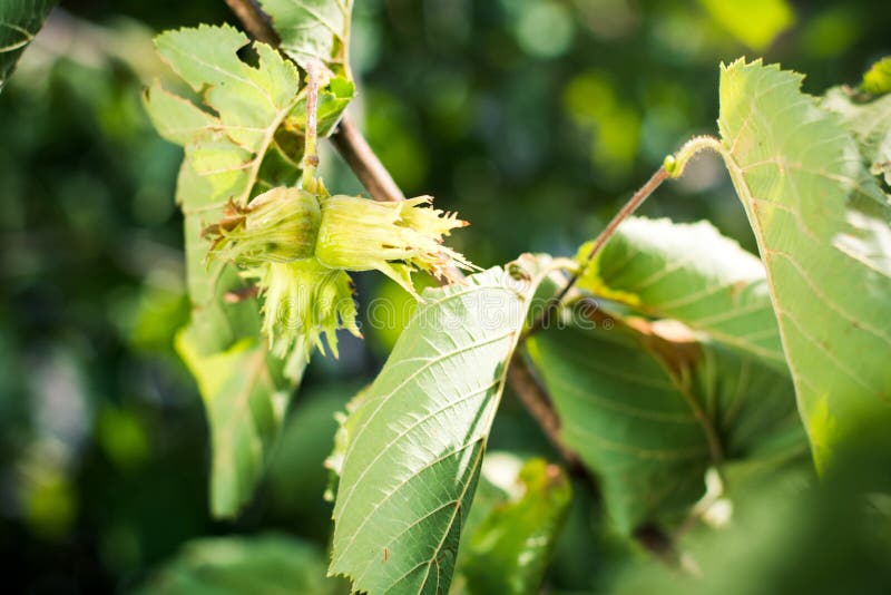Het Kweken Van Hazelnoten Met Blad Op Boom Stock Foto - Afbeelding ...