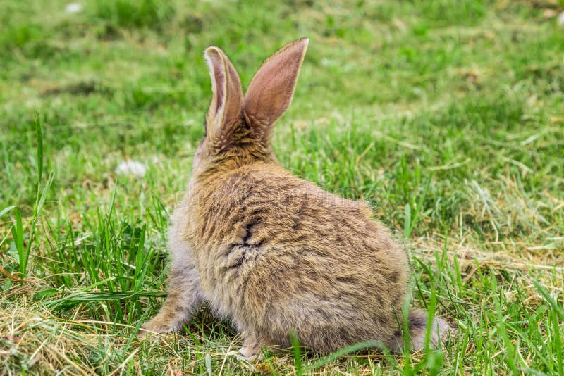 Jong Konijn Met Vooruitstekende Oren Op Groen Gras Stock Afbeelding ...