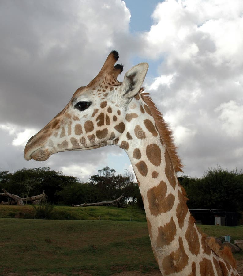 Het Jonge Profiel Van De Giraf Stock Afbeelding - Image of wolken, baby ...