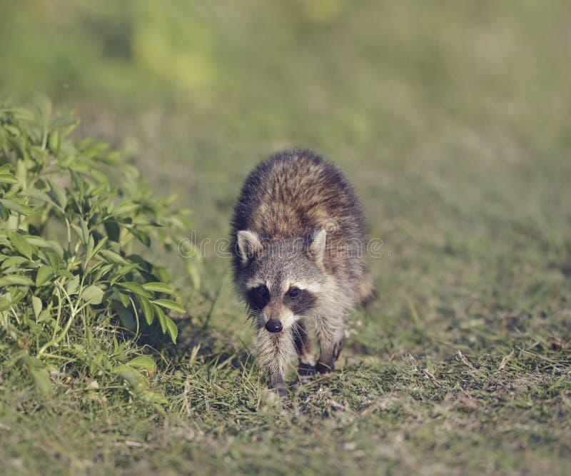 Wasbeer het lopen stock afbeelding. Image of lopen, klauwen - 31789215