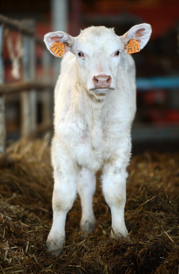 Het kalf stock afbeelding. Image of weiland, landbouw - 1690825