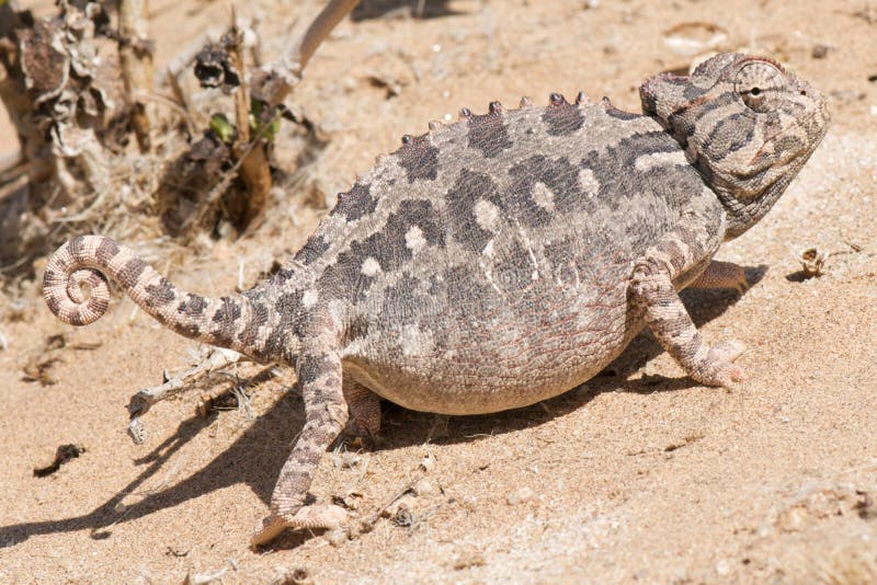 Woestijnkameleon stock foto. Image of reptiel, camouflage - 14198192