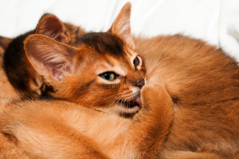 De Natte Kat Likt Zich Geïsoleerdj Op Witte Achtergrond Stock ...