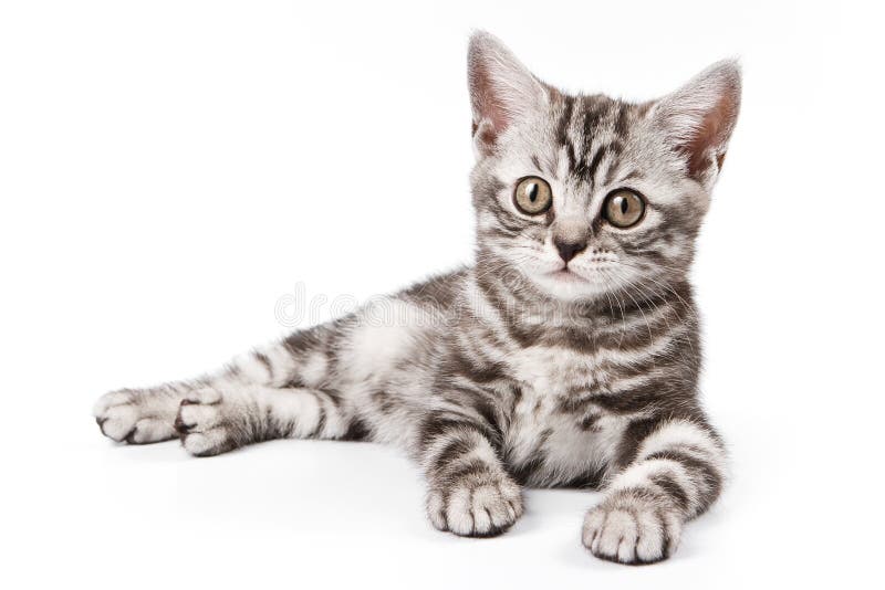 Het Katje Van De Gestreepte Kat Stock Afbeelding - Image of baby ...