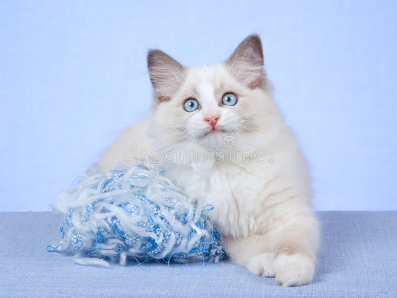 Het Katje Van Ragdoll Met Blauwe Bal Van Het Breien Van Wol Stock ...