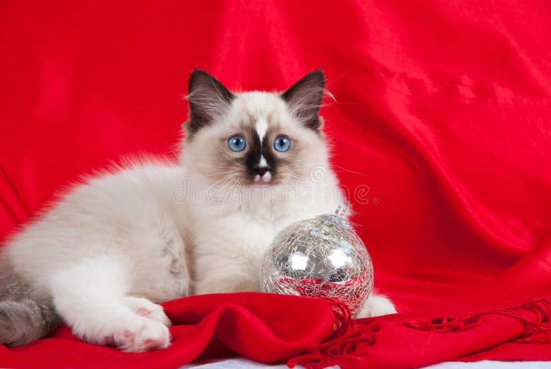 Het Katje Van Ragdoll Met Zilveren Bal Stock Afbeelding - Image of ...