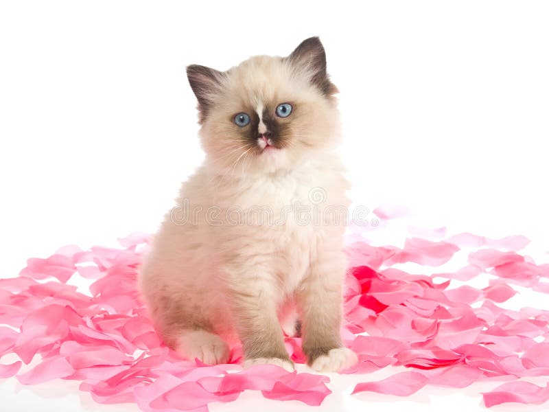 Het Katje Van Ragdoll Op Roze Roze Bloemblaadjes Stock Afbeelding ...